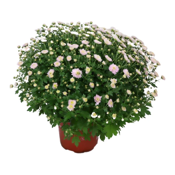 Krukväxter - Nya Ljusekulla Handelsträdgård